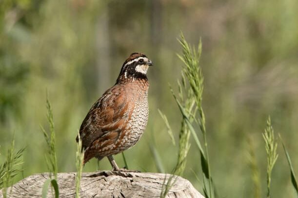 Opinion: Gone but not forgotten – bobwhite quail are part of our ...