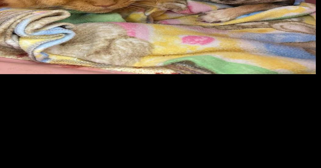 Furkids animal shelter opens fundraising facility | Forsyth News ...