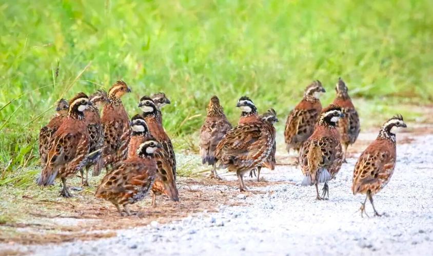 Opinion: Gone but not forgotten – bobwhite quail are part of our ...