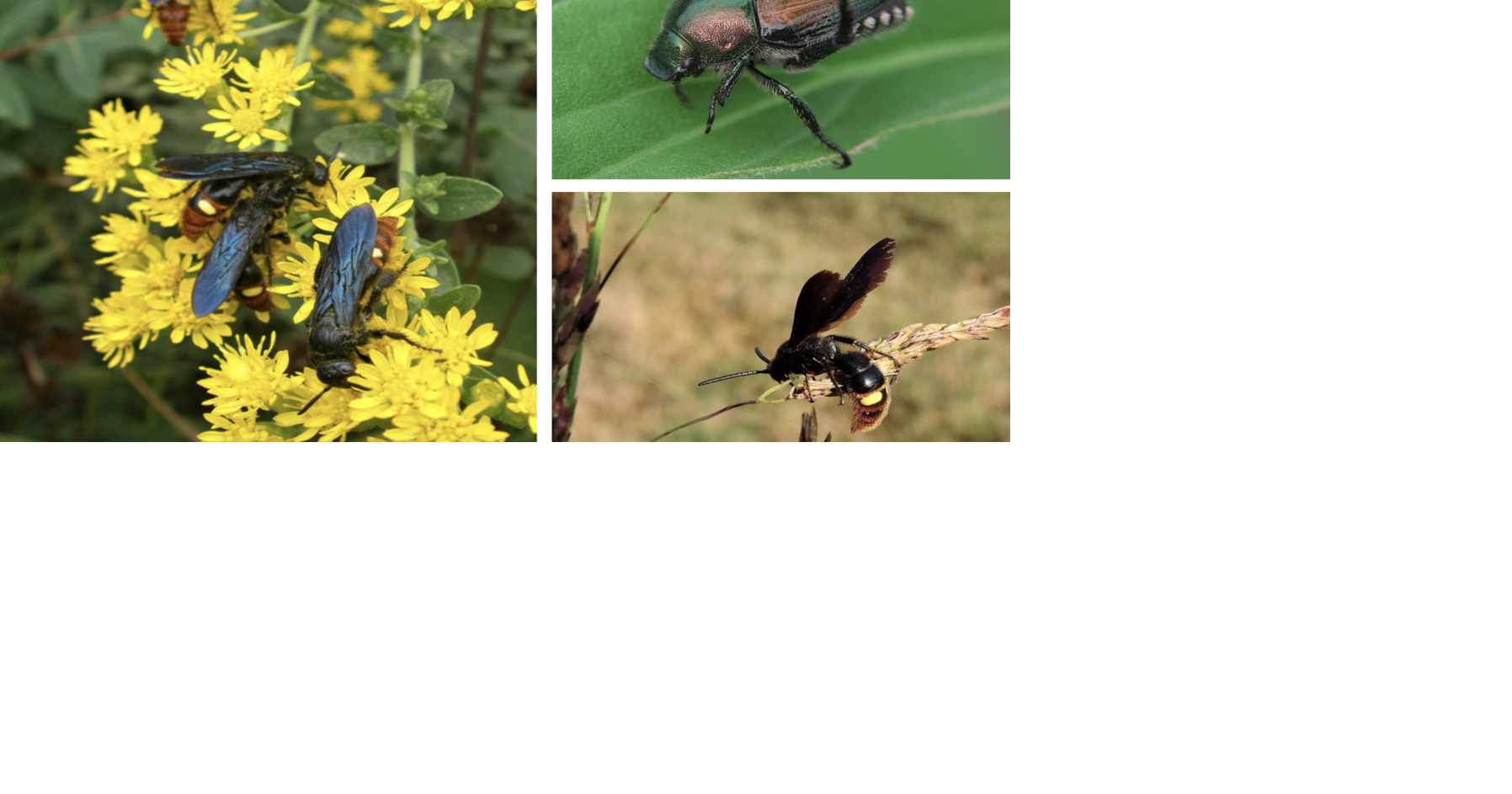 Opinion: Blue-winged wasps protect our gardens one grub at a time ...