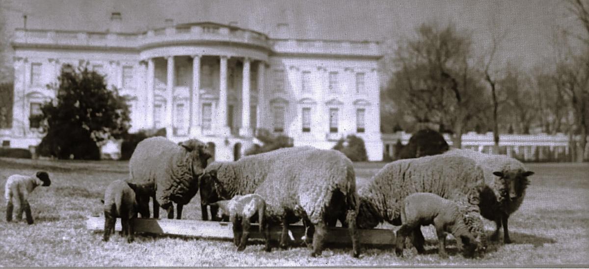 why do sheep baa so much