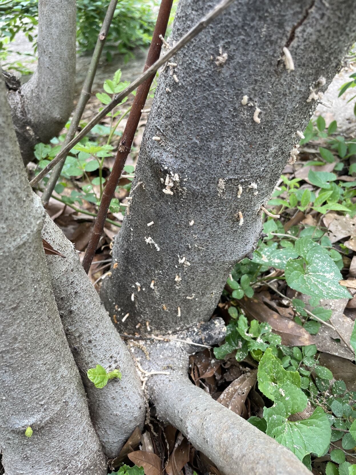 Opinion: Tiny borers, big problems - ambrosia beetles in Georgia ...