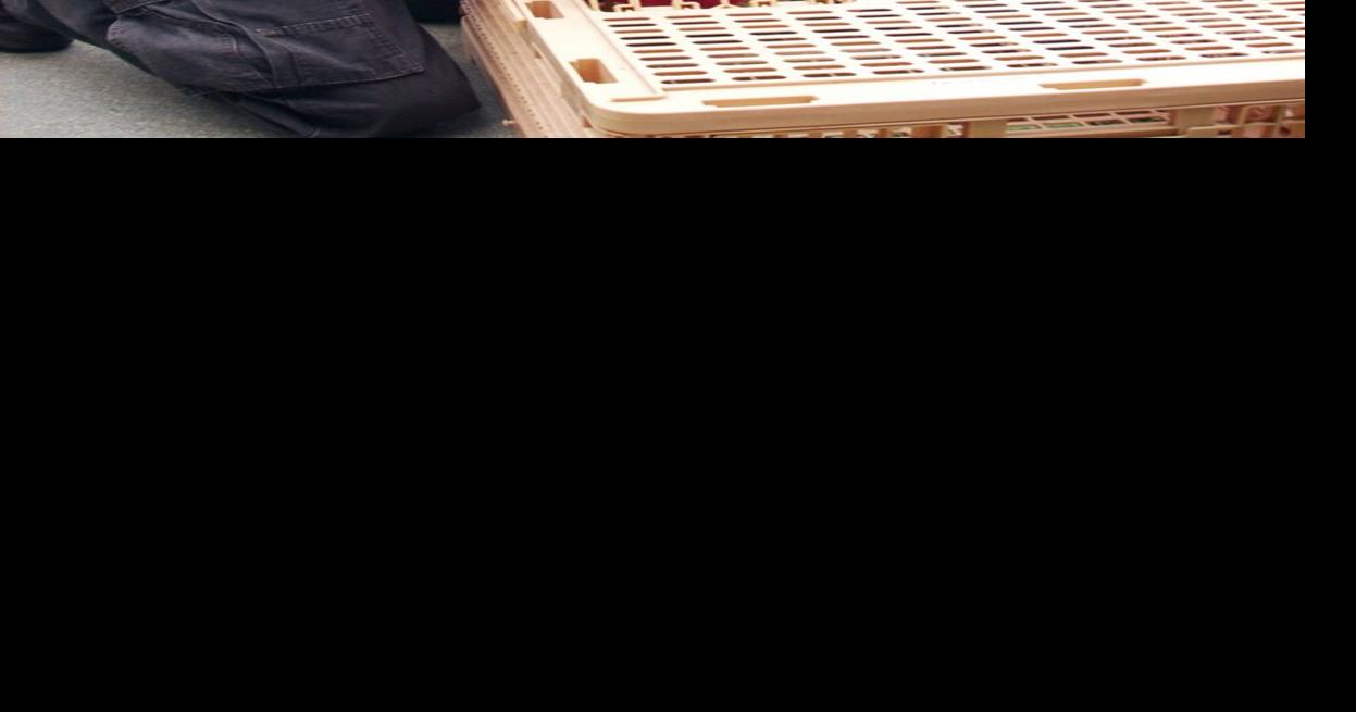 Milton couple races homing pigeons | Archives | appenmedia.com