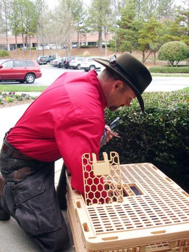 Milton couple races homing pigeons | Archives | appenmedia.com