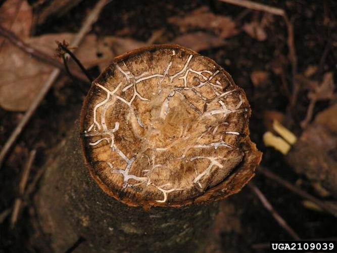 Opinion: Tiny borers, big problems - ambrosia beetles in Georgia ...