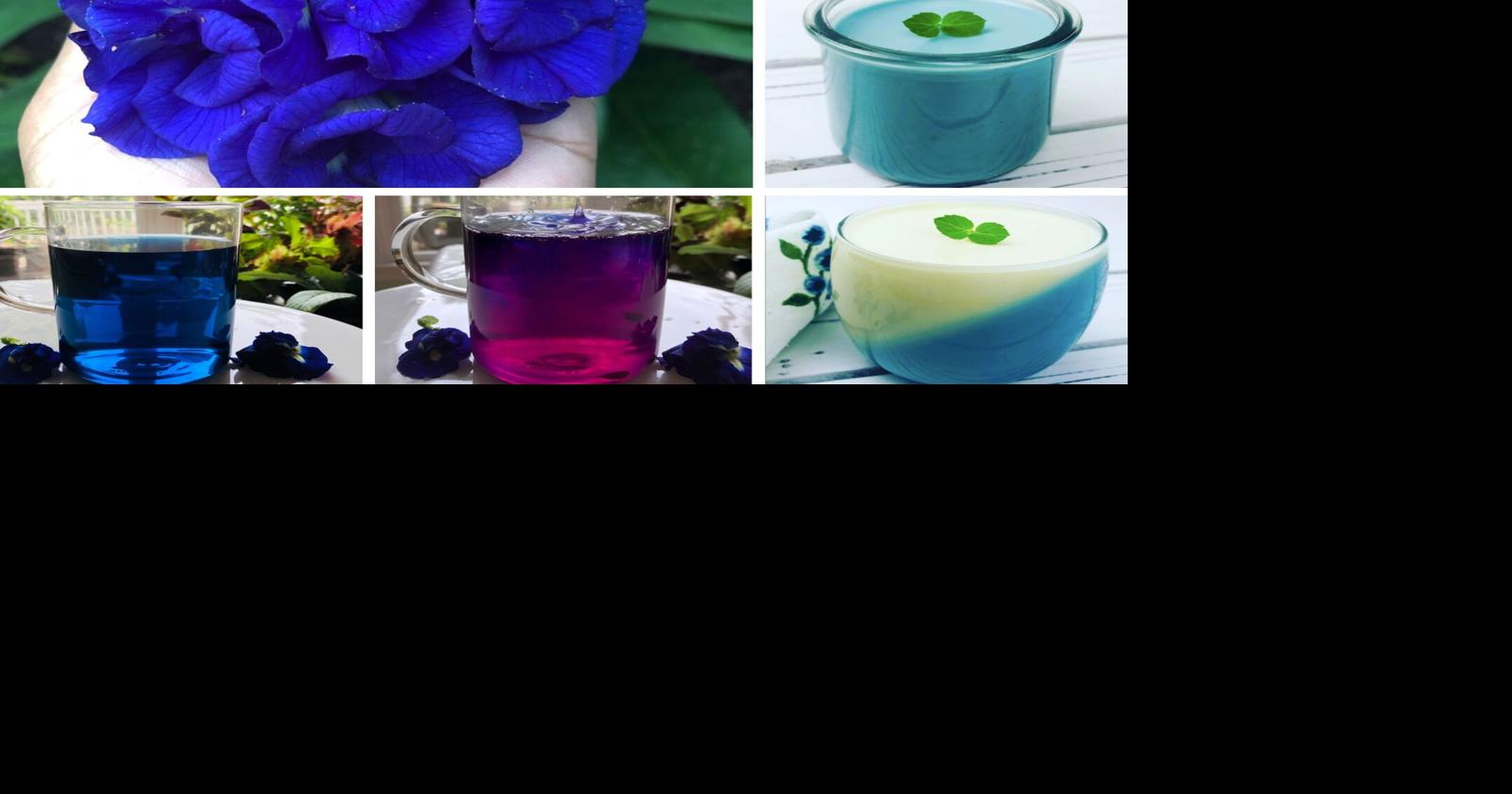 Opinion: Meet the weird and wonderful Butterfly Pea Flower | Opinion ...