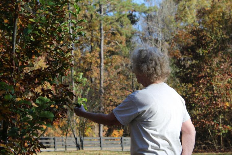 Milton City Arborist guides tour through Mark Law Arboretum | Milton ...