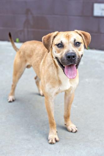 Pet of the Week: Janga | Dunwoody News | appenmedia.com