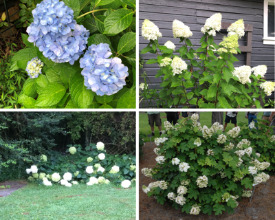 when to cut back bigleaf hydrangea