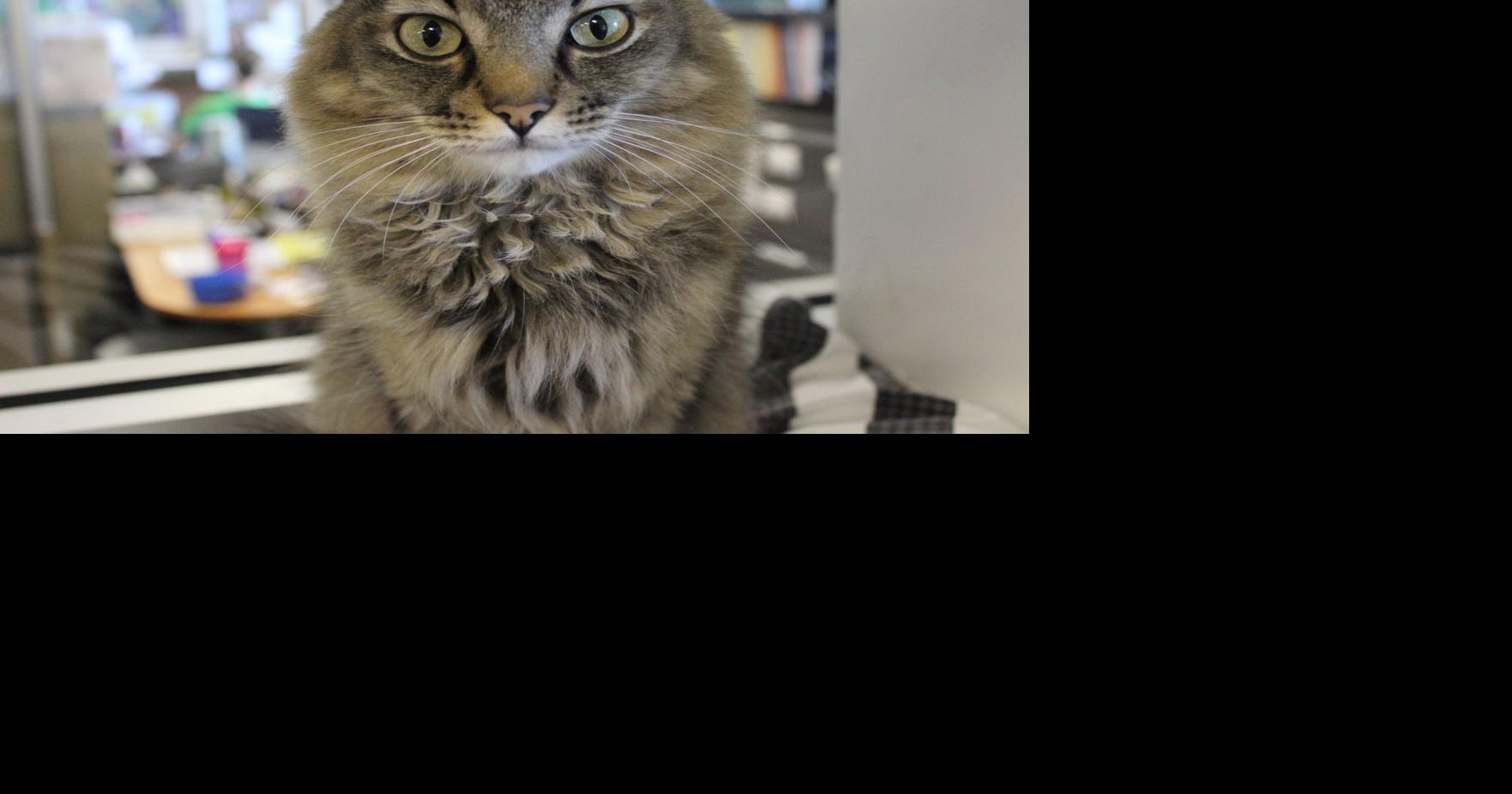 Forsyth cat of the week is Striper | News | appenmedia.com