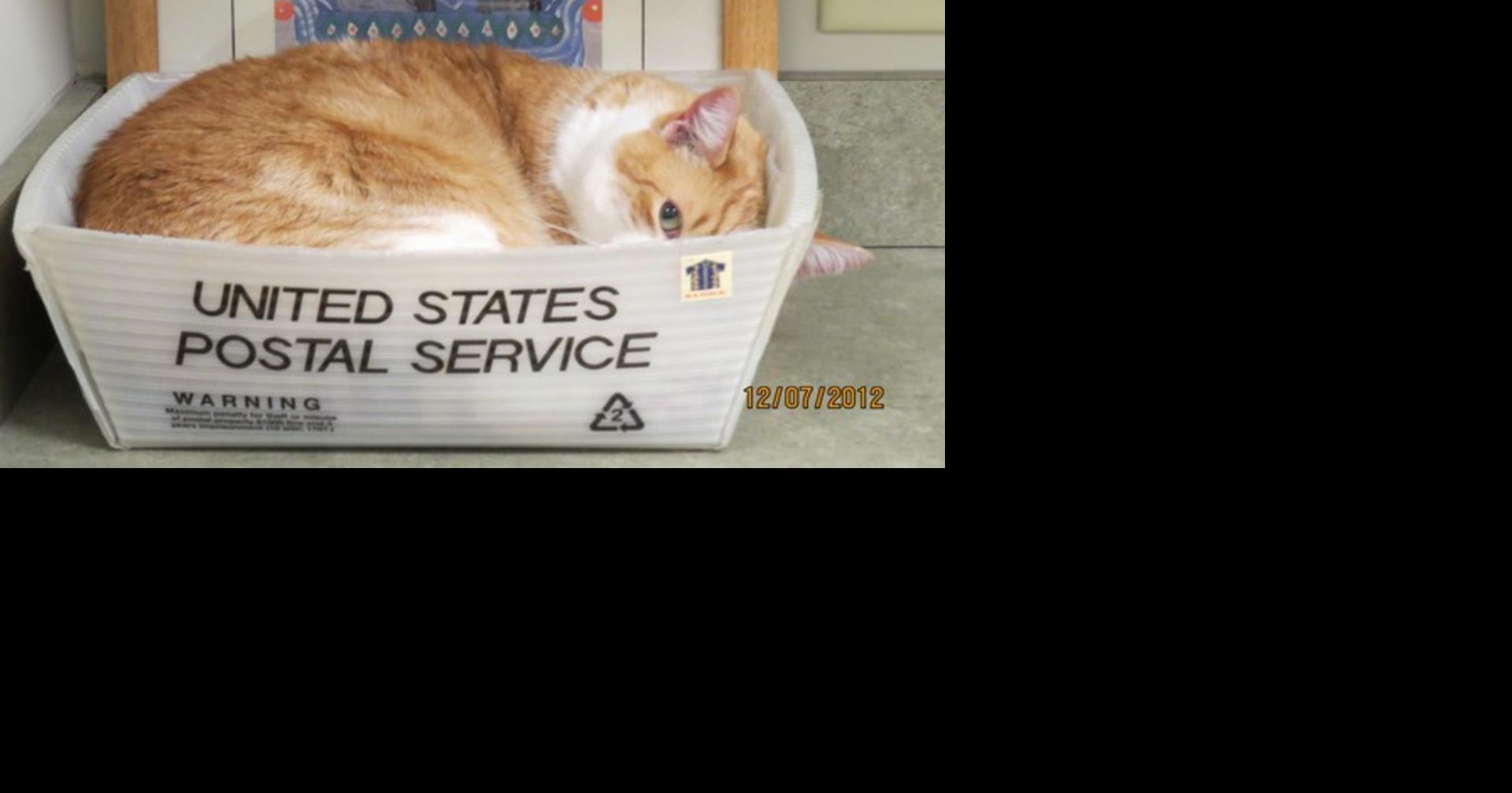 Midway Animal Hospital celebrates 20 years in Forsyth County | Archives ...