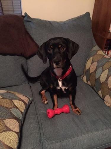 Dogs of the week: Dawson and Wilma | Archives | appenmedia.com