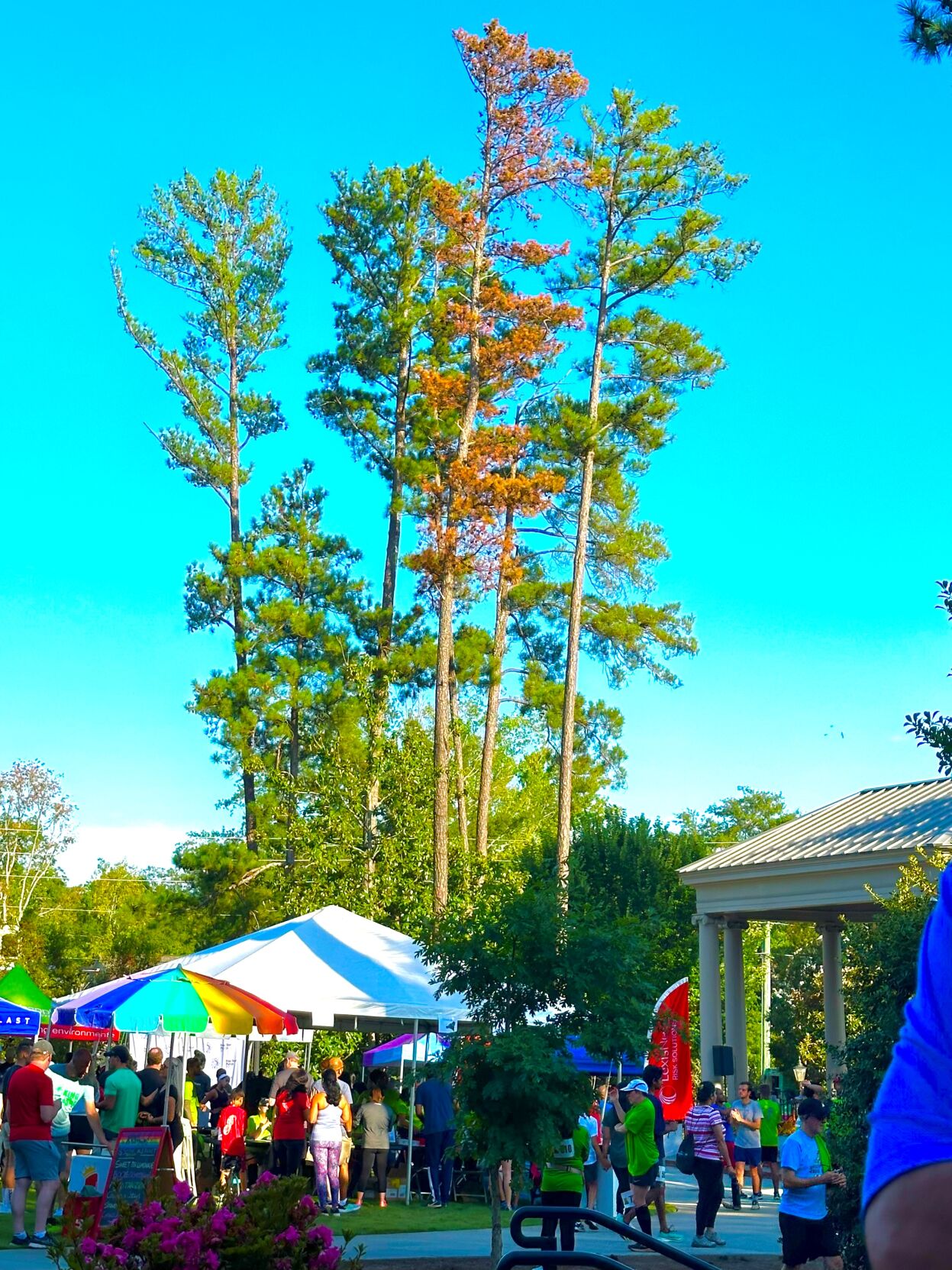 Tree beetles take a bite out of Alpharetta’s parks | Alpharetta and ...