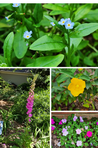 Opinion: Having fun exploring the story behind flower names | Opinion ...