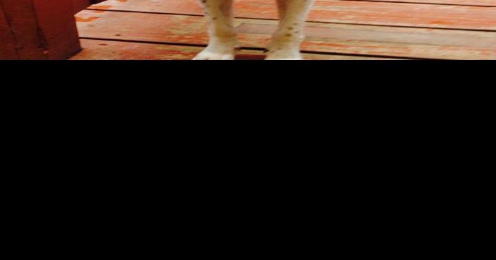 Dogs of the week: Dawson and Wilma | Archives | appenmedia.com