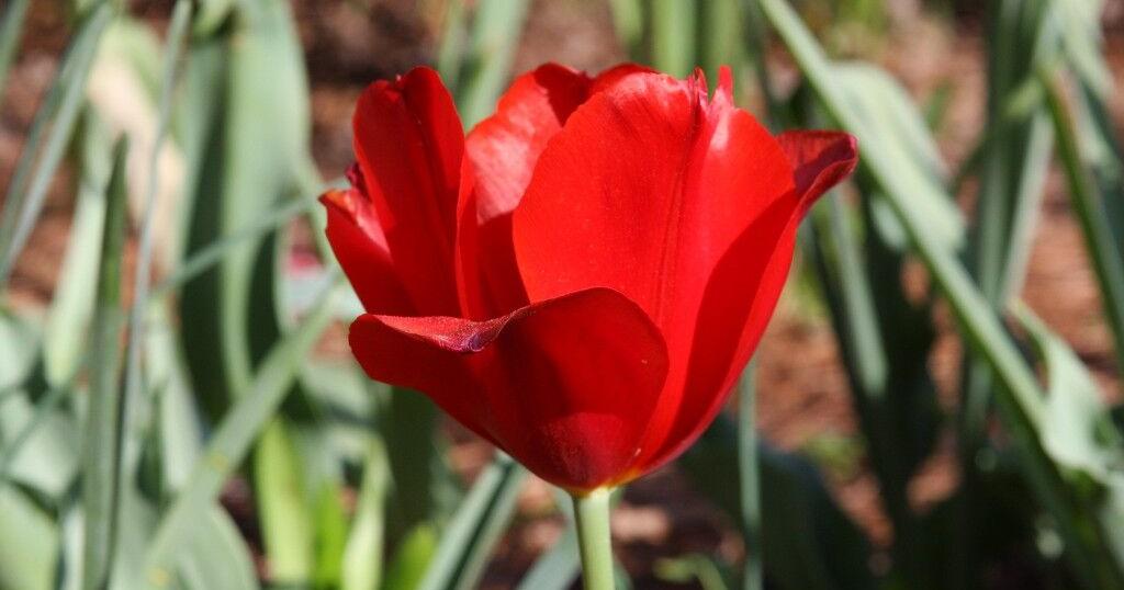 Opinion: Plant tulips this fall and be rewarded in the spring | Opinion ...