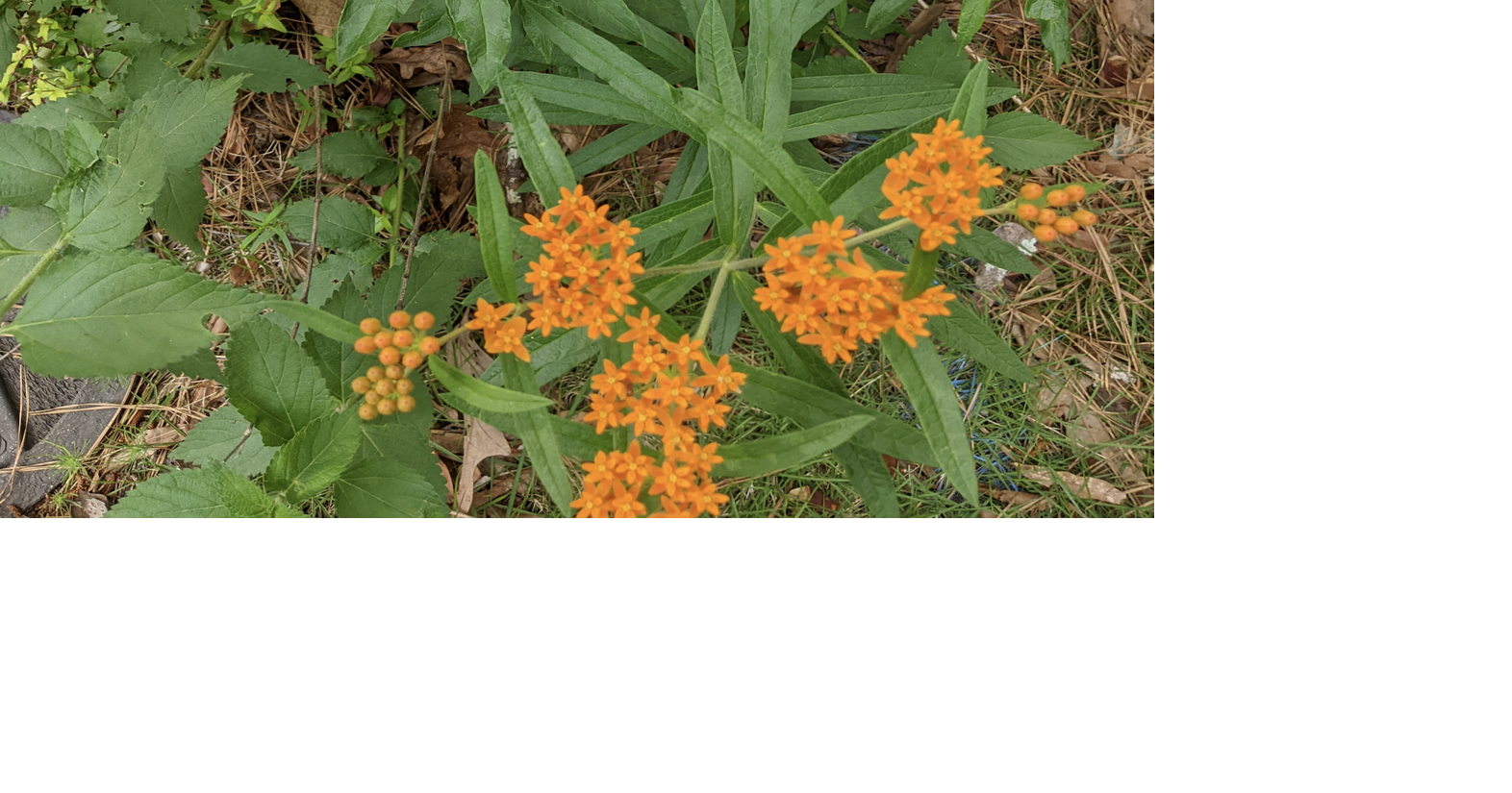 Opinion: Tips for creating a four-season garden show | Opinion ...