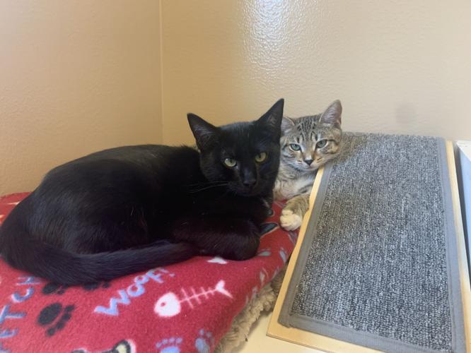 Forsyth County Animal Services waives adoption fee for holidays ...