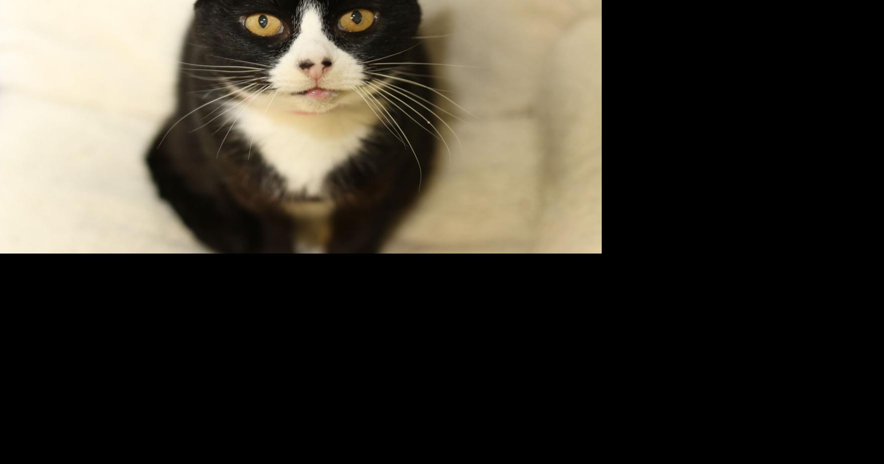 Cat of the week: Prissy | | appenmedia.com