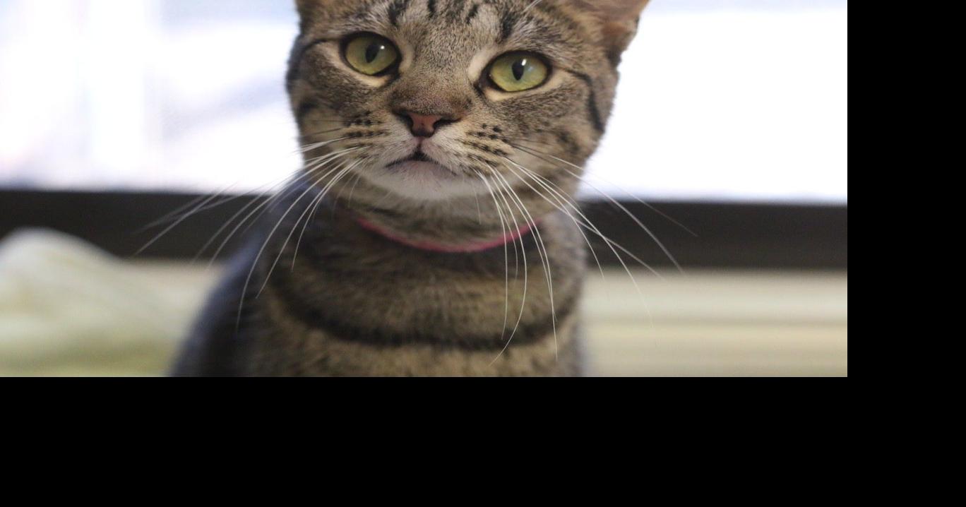 Cat of the week: Pearl | Archives | appenmedia.com
