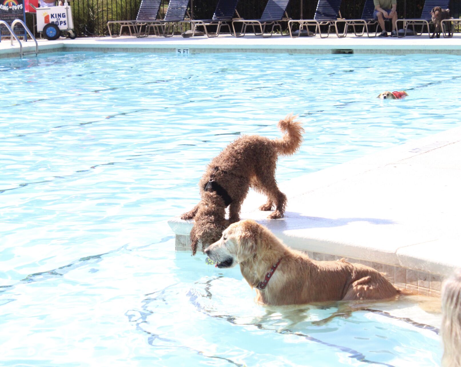 Photos: Pets enjoy cool, pool party at Milton's Last Splash Puppy Bash ...