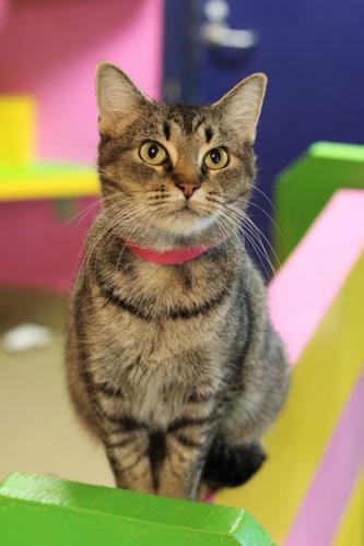 Cats of the week: Poppy and Lucia | Archives | appenmedia.com
