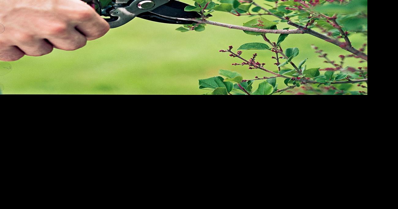 Tree Training & Pruning Workshop | Calendar | appenmedia.com