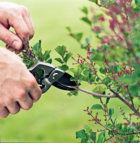 Tree Training & Pruning Workshop | Calendar | appenmedia.com