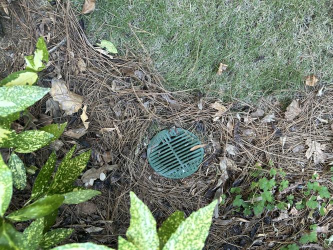 Opinion: Four tips to show your lawn some love | Opinion | appenmedia.com