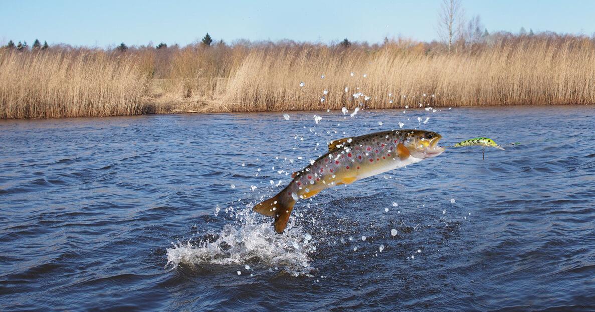 trout fish jumping