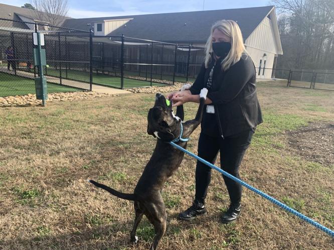 Forsyth County Animal Services waives adoption fee for holidays ...