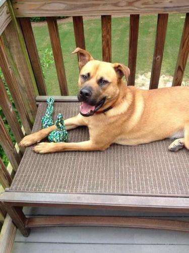 Dog of the week: Conrad | News | appenmedia.com