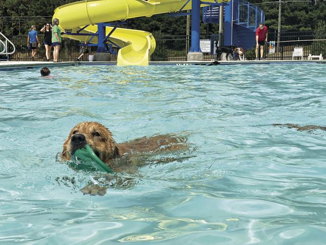 Drool in the Pool | Alpharetta and Roswell News | appenmedia.com