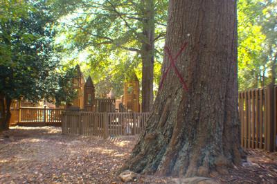 Alpharetta to fell 50 trees for upgrades at Wills Park | Alpharetta and ...