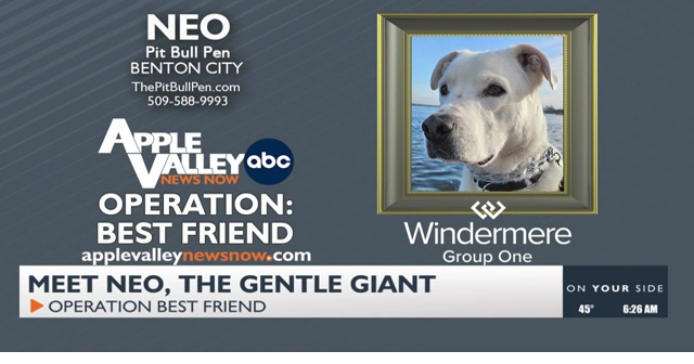 Operation Best Friend: Meet Neo! | Pitbull Pen adoption event coming up ...
