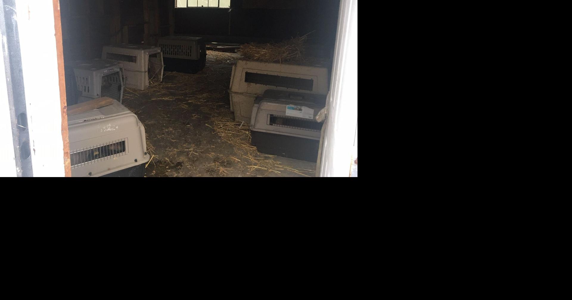 49 pit bulls rescued from alleged dogfighting ring, Tacoma man arrested ...