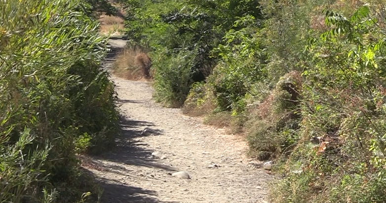 Bateman Island causeway removal part of draft plan to restore Yakima ...