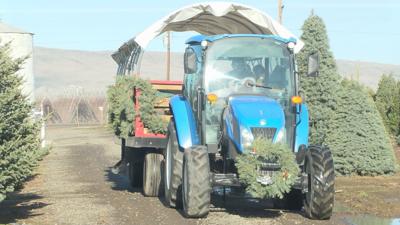 Wapato Christmas tree farm continues family traditions | News ...