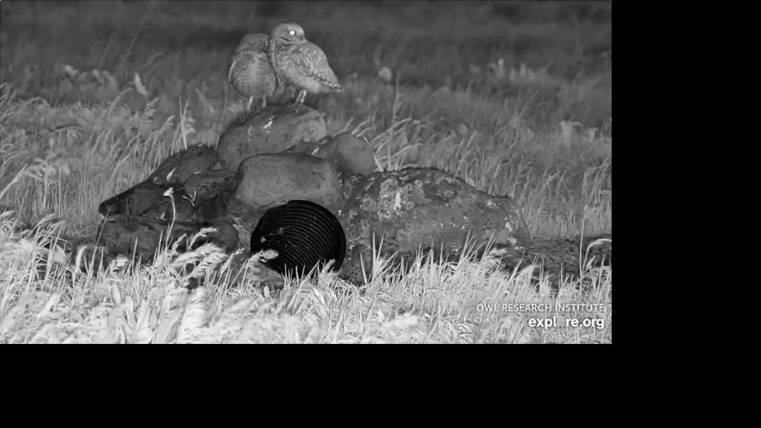 CTUIR partners with owl researchers to install livestream camera for ...