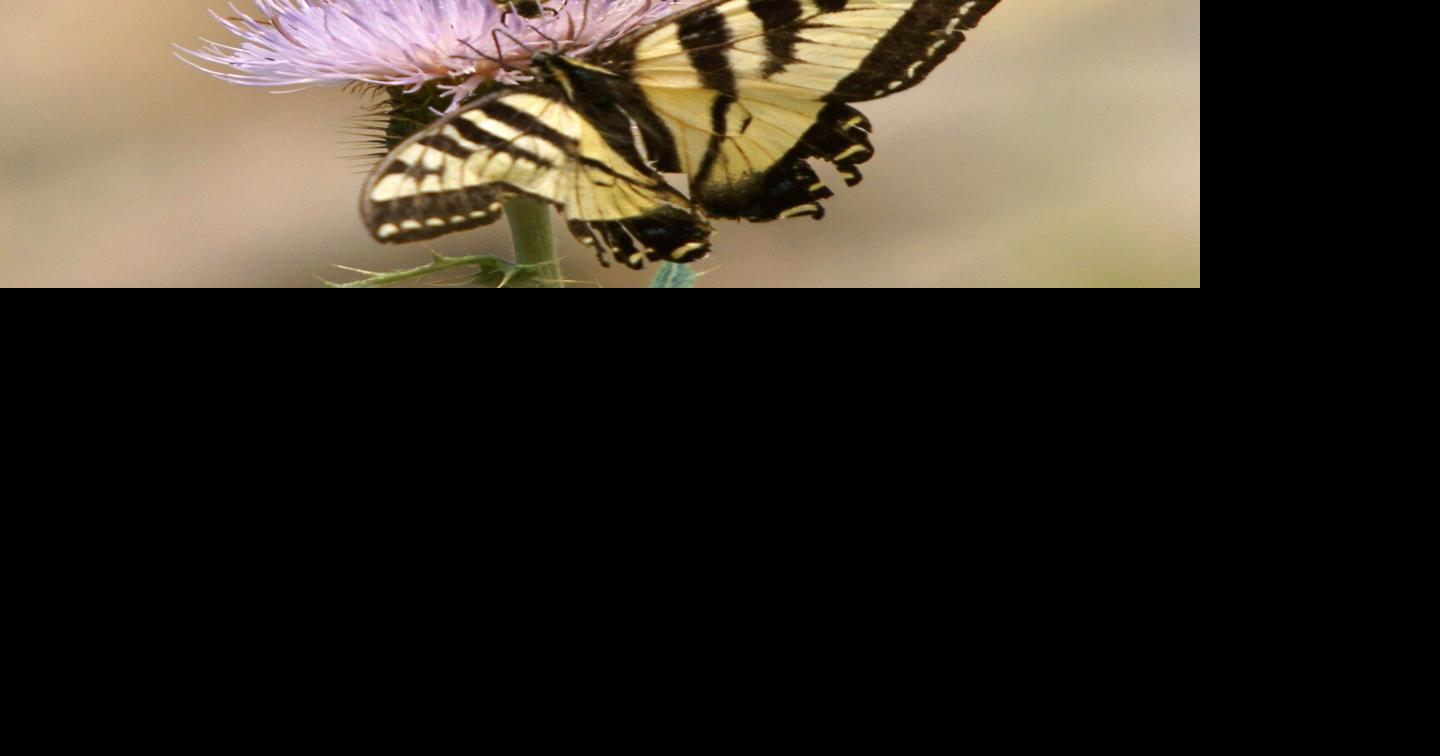 Spring Cleaning: Why delayed Spring Cleaning can help your garden ...