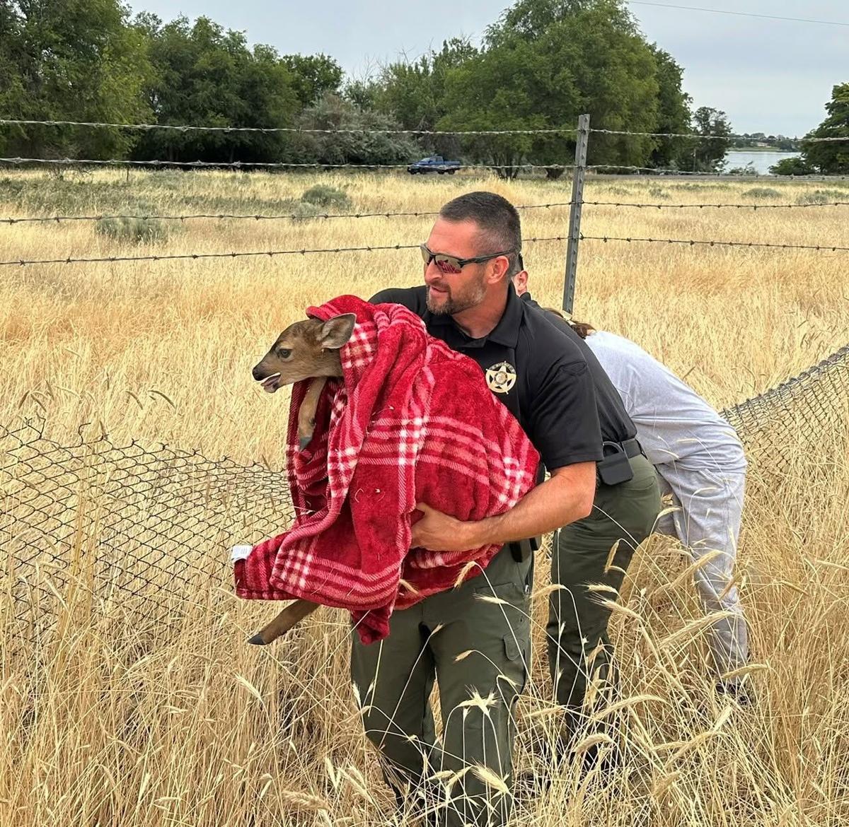 Benton County sheriff and deputy rescue lost fawn on Highway 240 | News ...