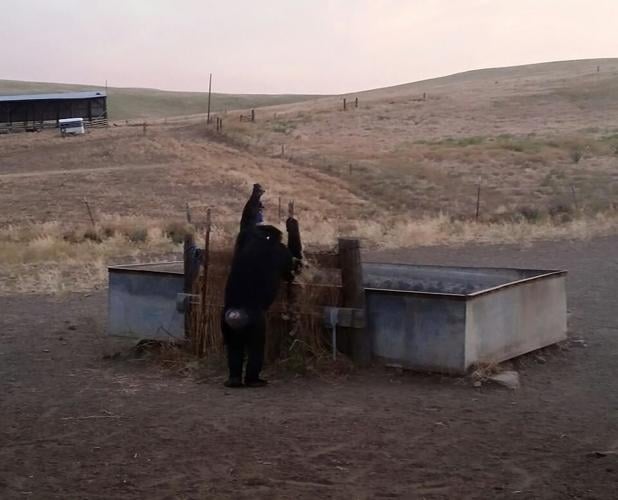 Deputy shoots, kills chimpanzee after it attacked woman in Pendleton ...