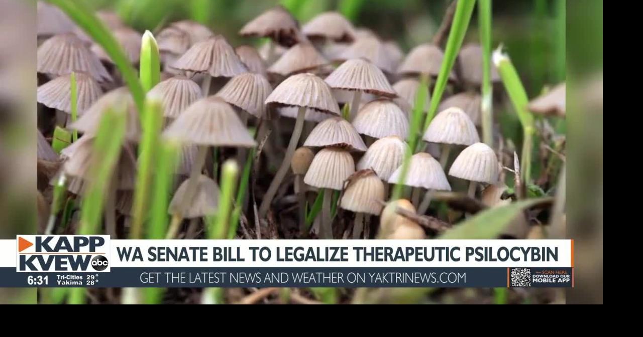 Washington Senate Bill seeks to legalize psilocybin for therapeutic use ...