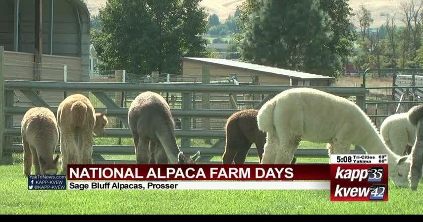 Prosser farm opening its doors for National Alpaca Farm Days | Family ...