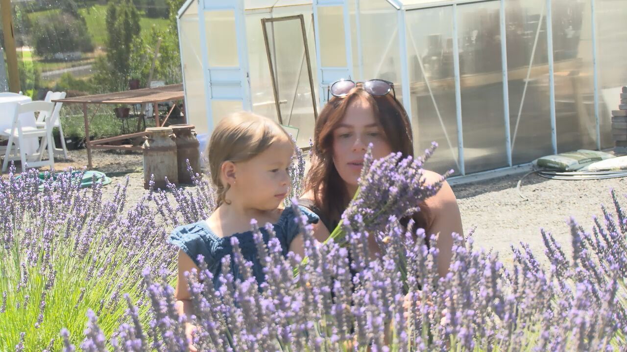 Annual lavender festival kicks off in Selah | News | applevalleynewsnow.com