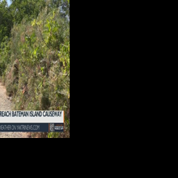 Advocates calling for removal of Bateman Island causeway to restore ...