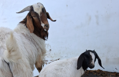 First responders rescue two goats from swollen Yakima River | News ...