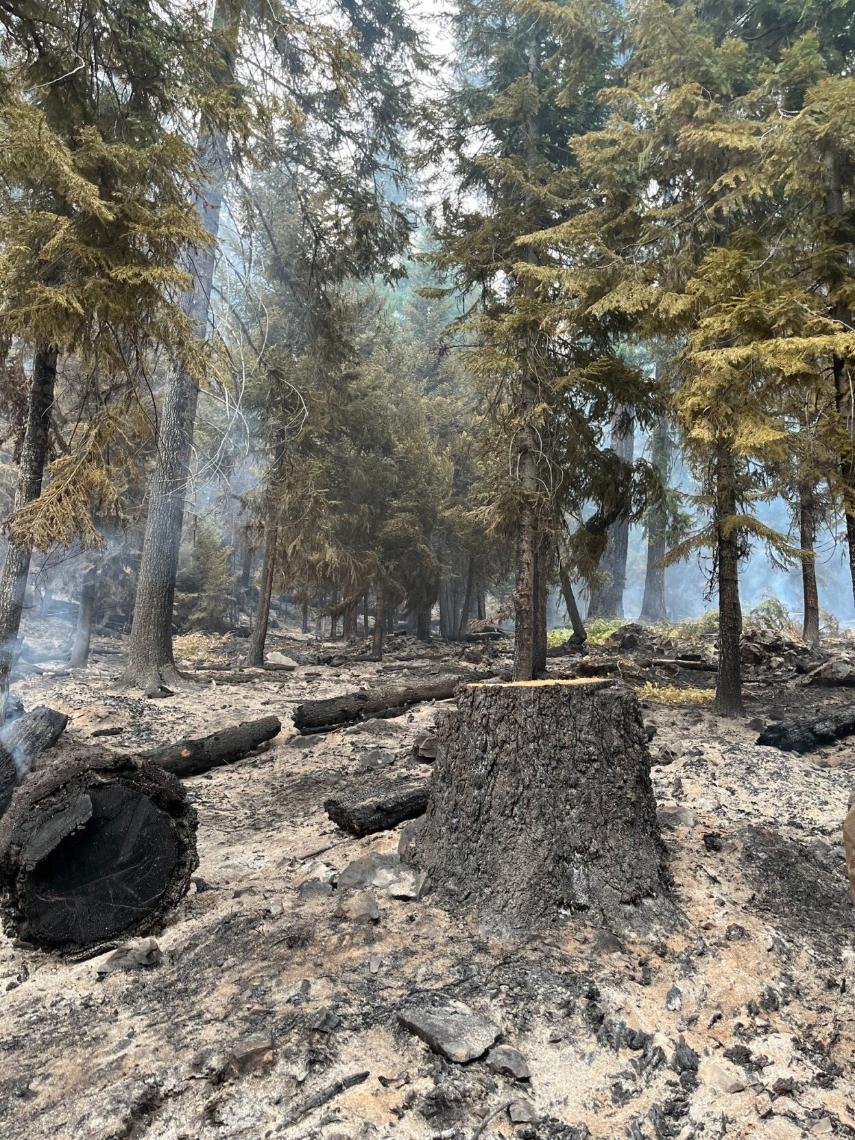 Firefighters making progress on containing Wildcat Fire | News ...
