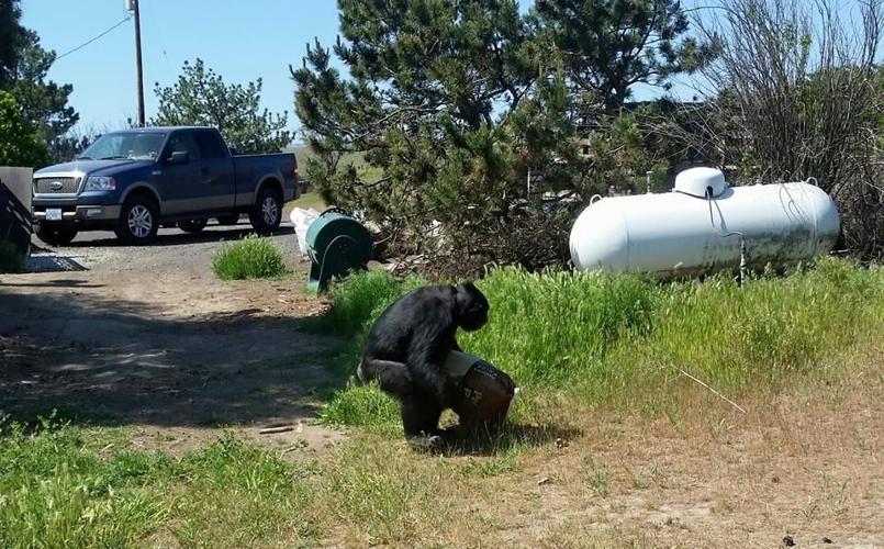 Deputy shoots, kills chimpanzee after it attacked woman in Pendleton ...