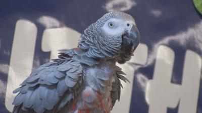 Buddy the Parrot turns 30 today in Ellensburg | News ...